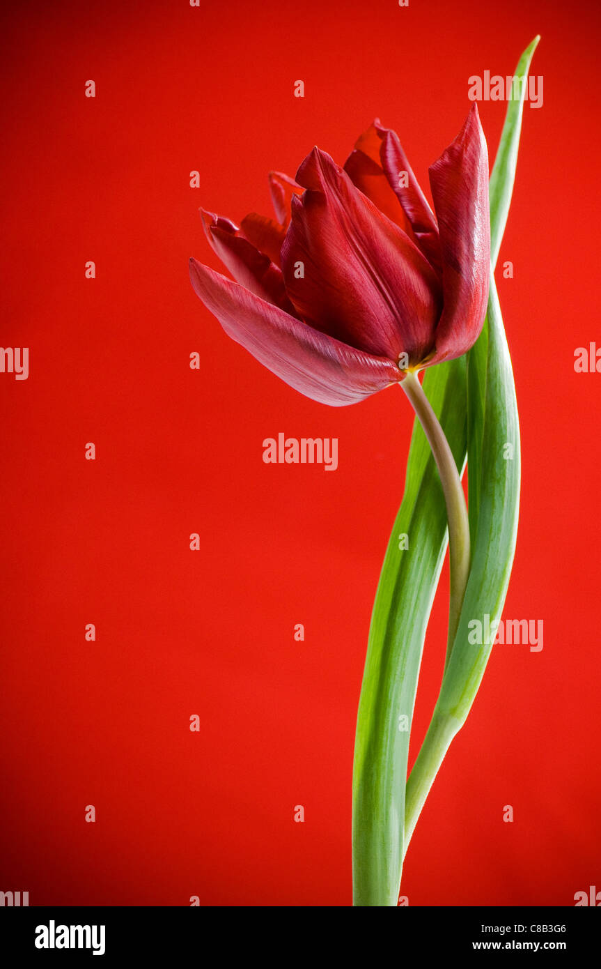 One single tulip hi-res stock photography and images - Alamy