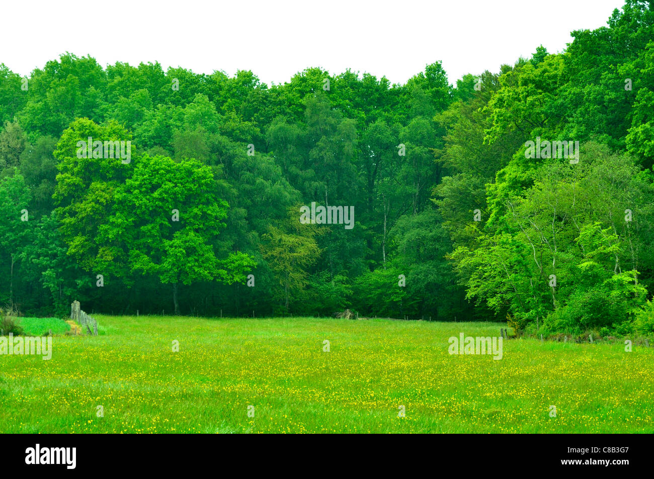 Edge of meadow hi-res stock photography and images - Alamy