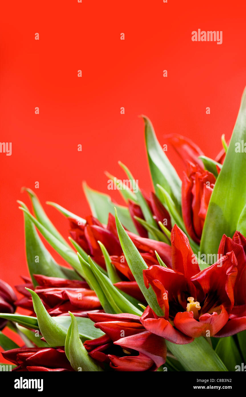 Bunch of red tulips bouquet on red Stock Photo - Alamy