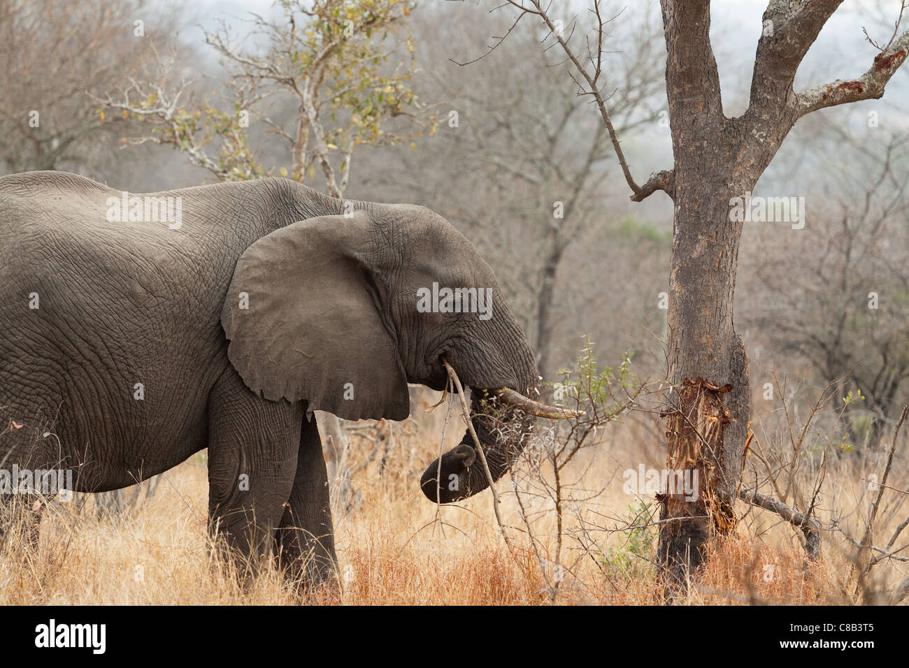 African elephant tree bark hi-res stock photography and images - Alamy