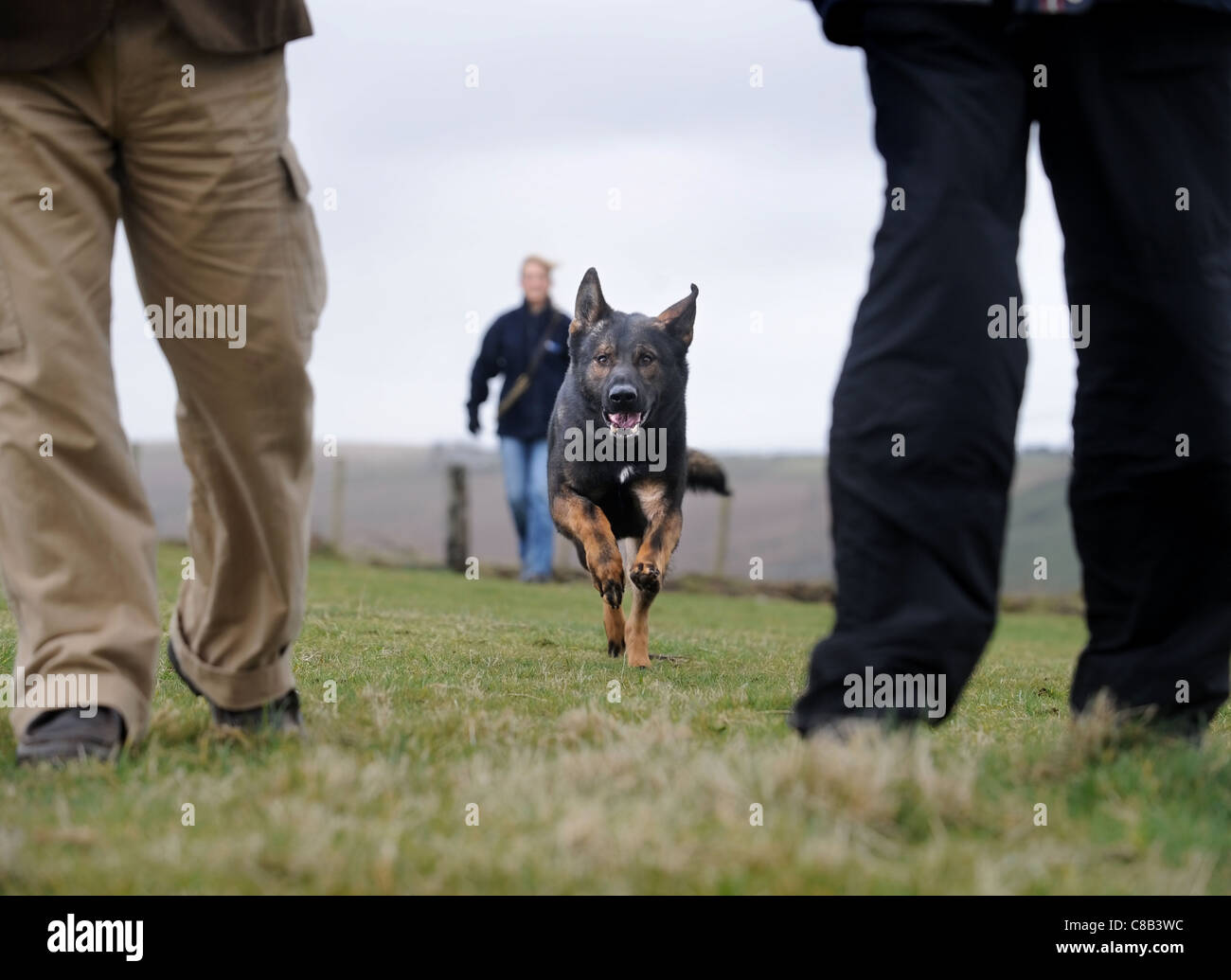 Police dog uk hi-res stock photography and images - Alamy