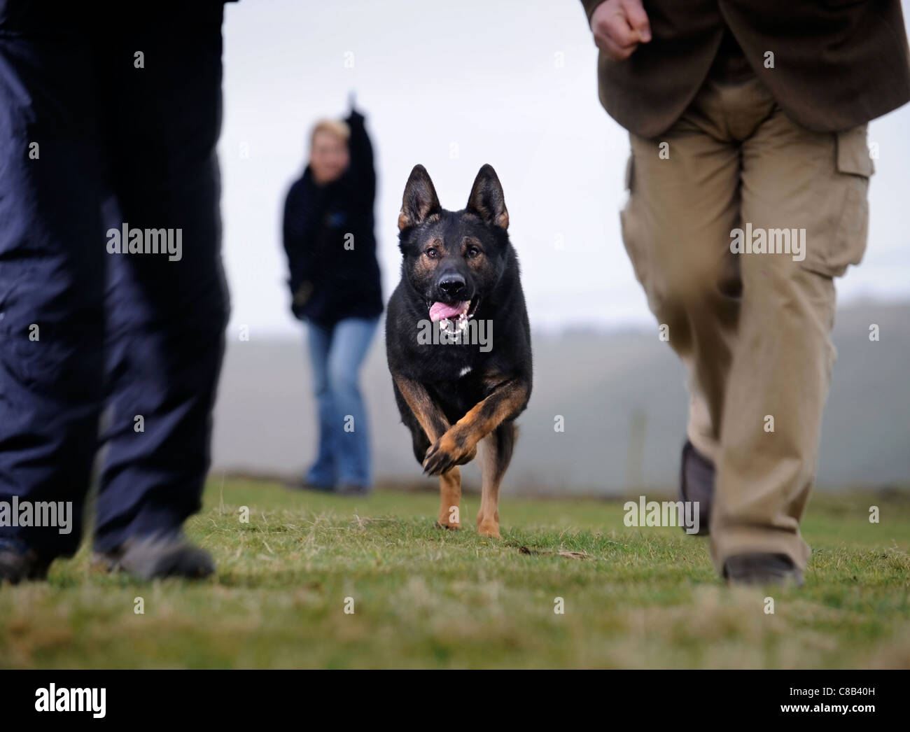 A German Shepherd and a handler practise at a dog training centre which ...
