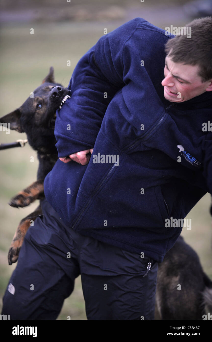 Police dog tracking dog hi-res stock photography and images - Alamy