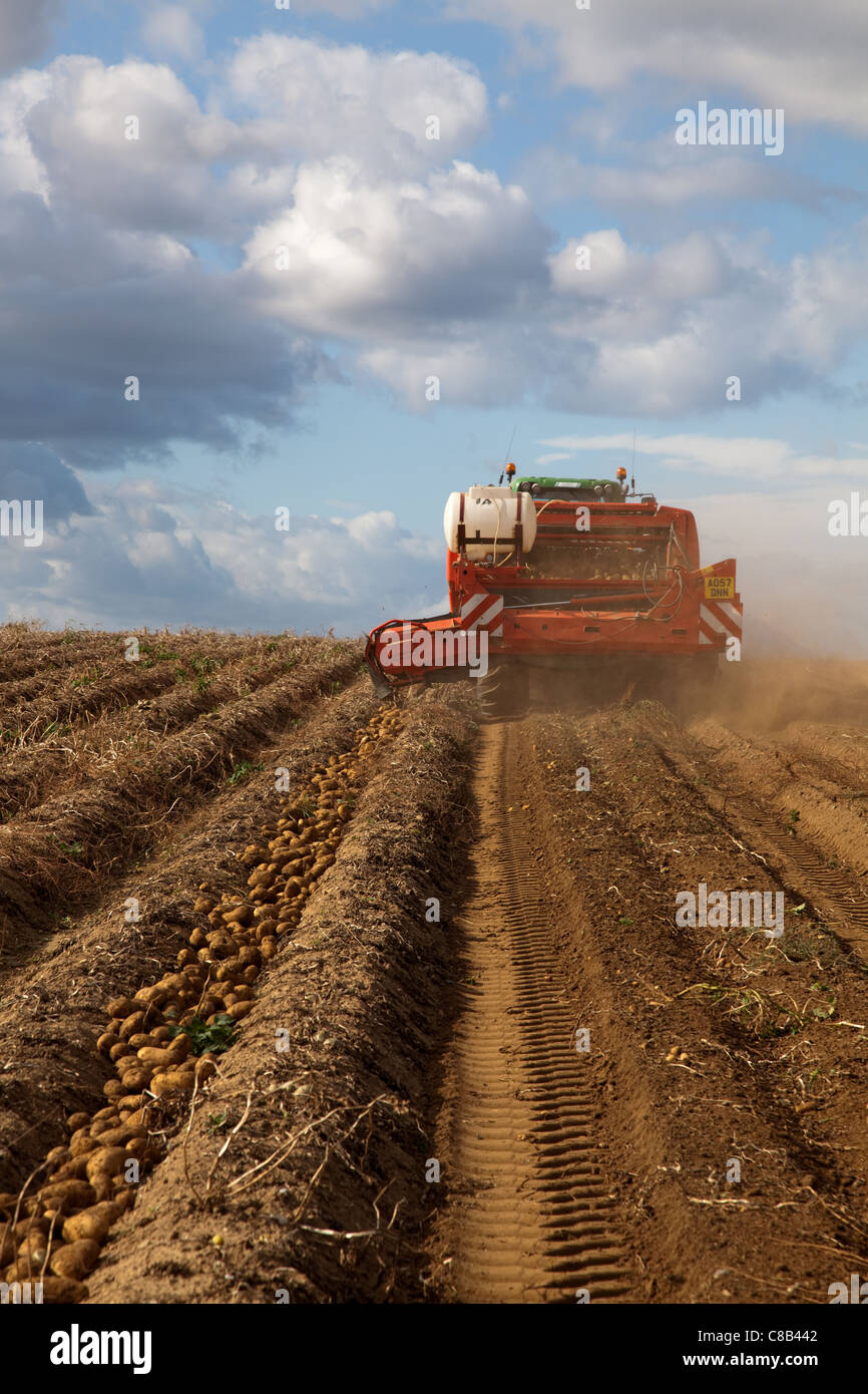 Commercial potato harvesting hi-res stock photography and images - Alamy