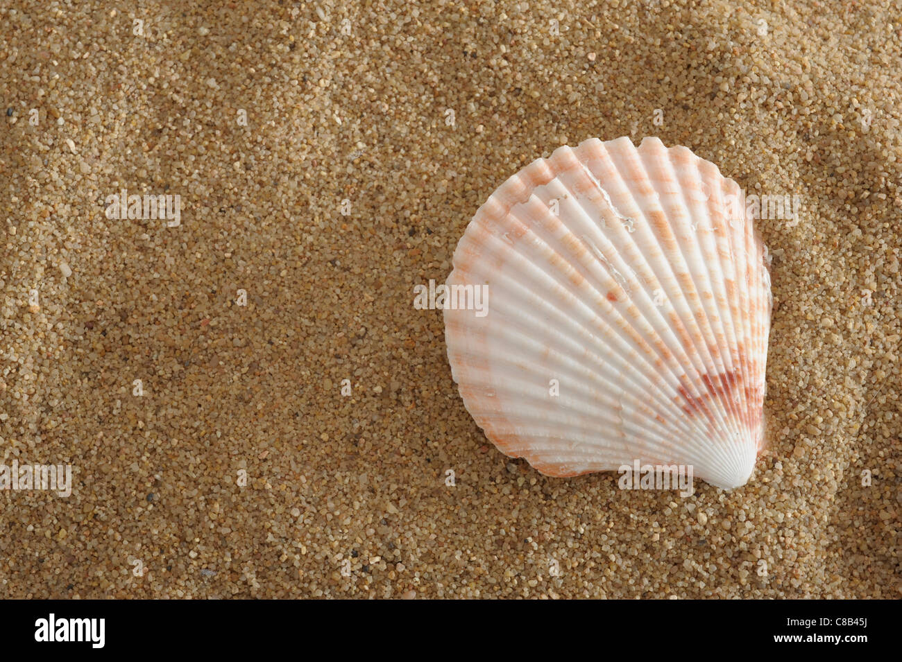 Mussel pattern hi-res stock photography and images - Alamy