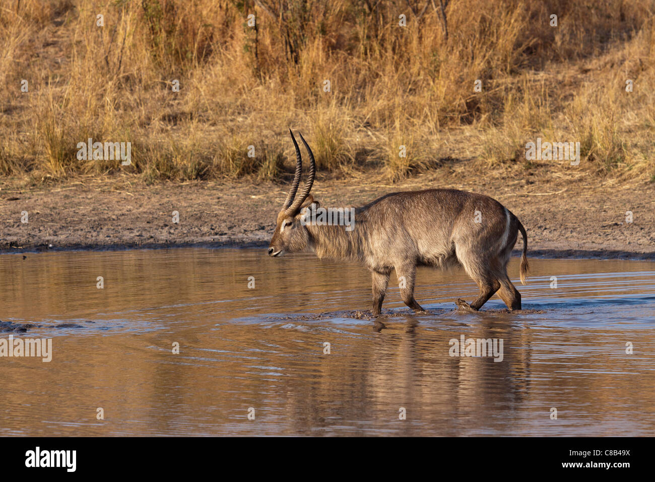 Safari south africa waterbuck hi-res stock photography and images - Alamy