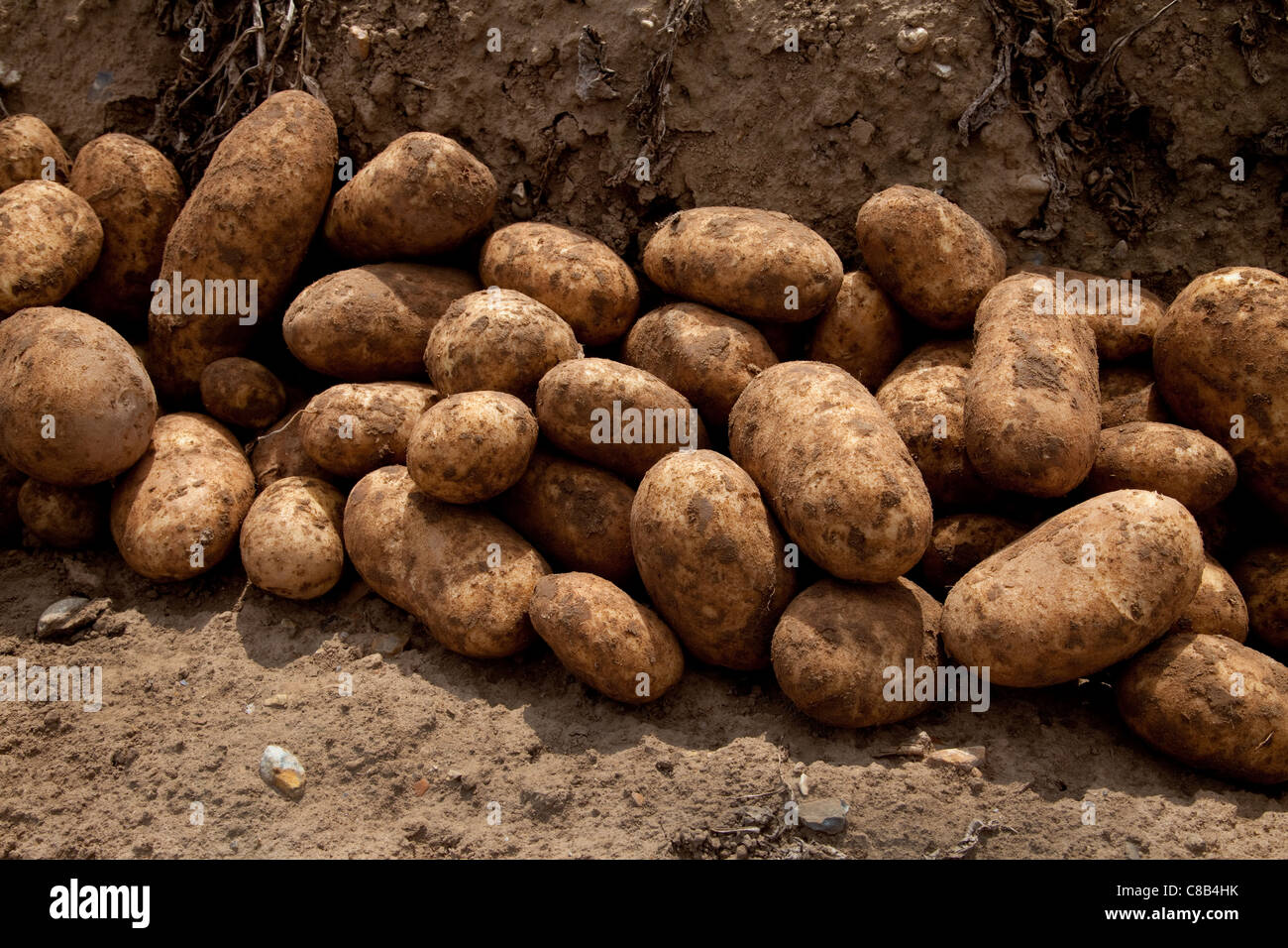 Furrows of lifted potatoes hi-res stock photography and images - Alamy