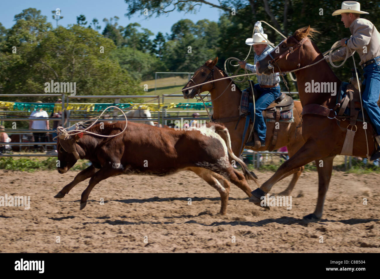 Calf roping Dayboro country rodeo Stock Photo - Alamy