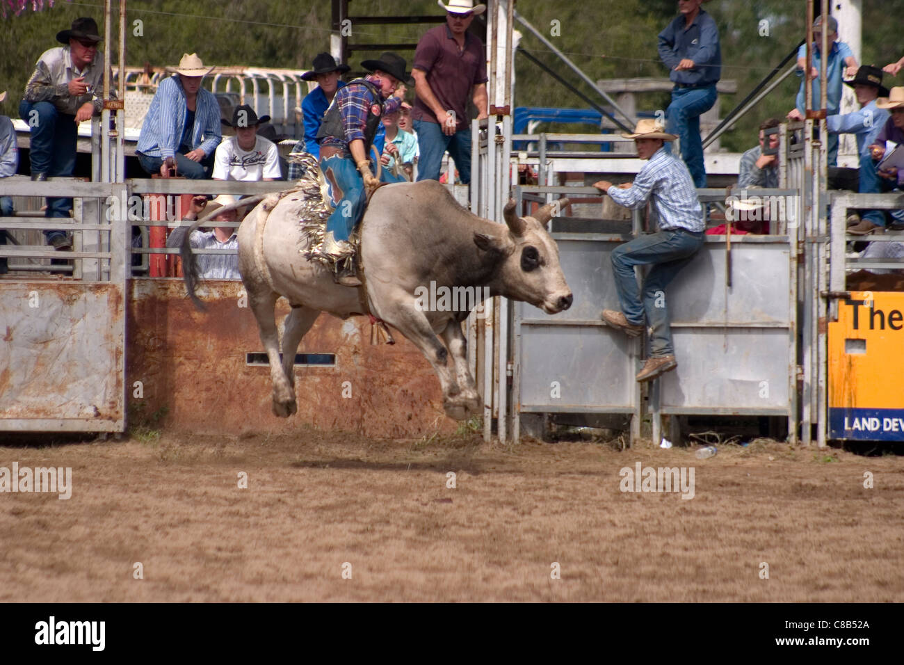 Bull ride at Dayboro country rodeo Stock Photo - Alamy