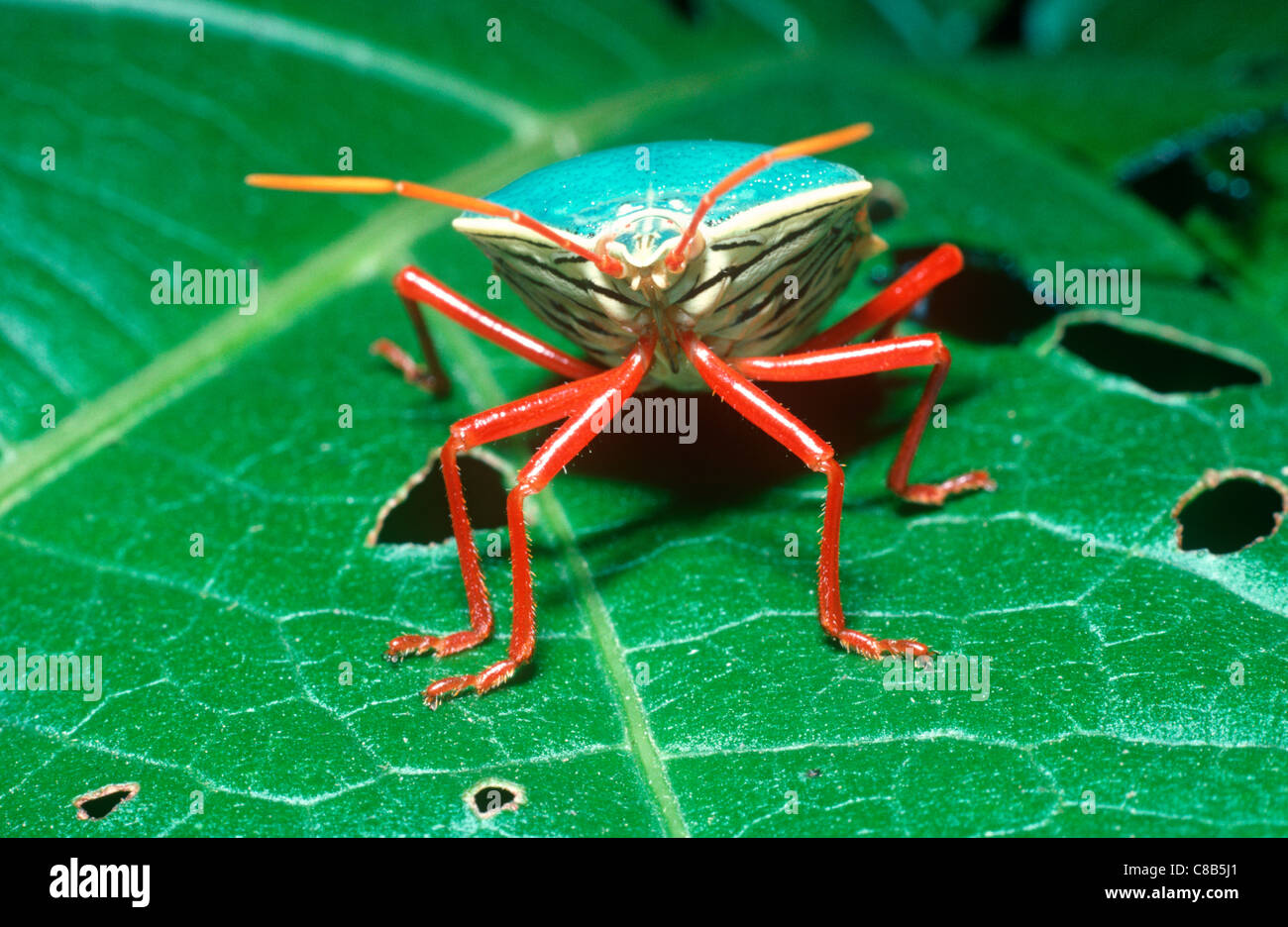 Shield or stink bug (Edessa rufomarginata: Pentatomidae), warningly ...