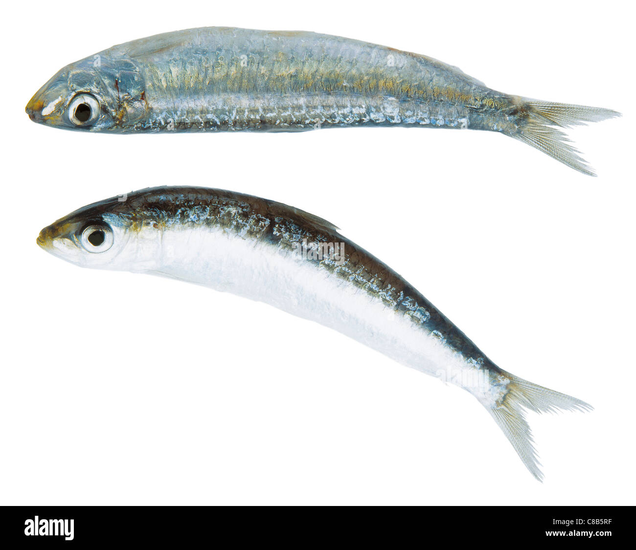 Two sardines Cut Out Stock Images & Pictures - Alamy