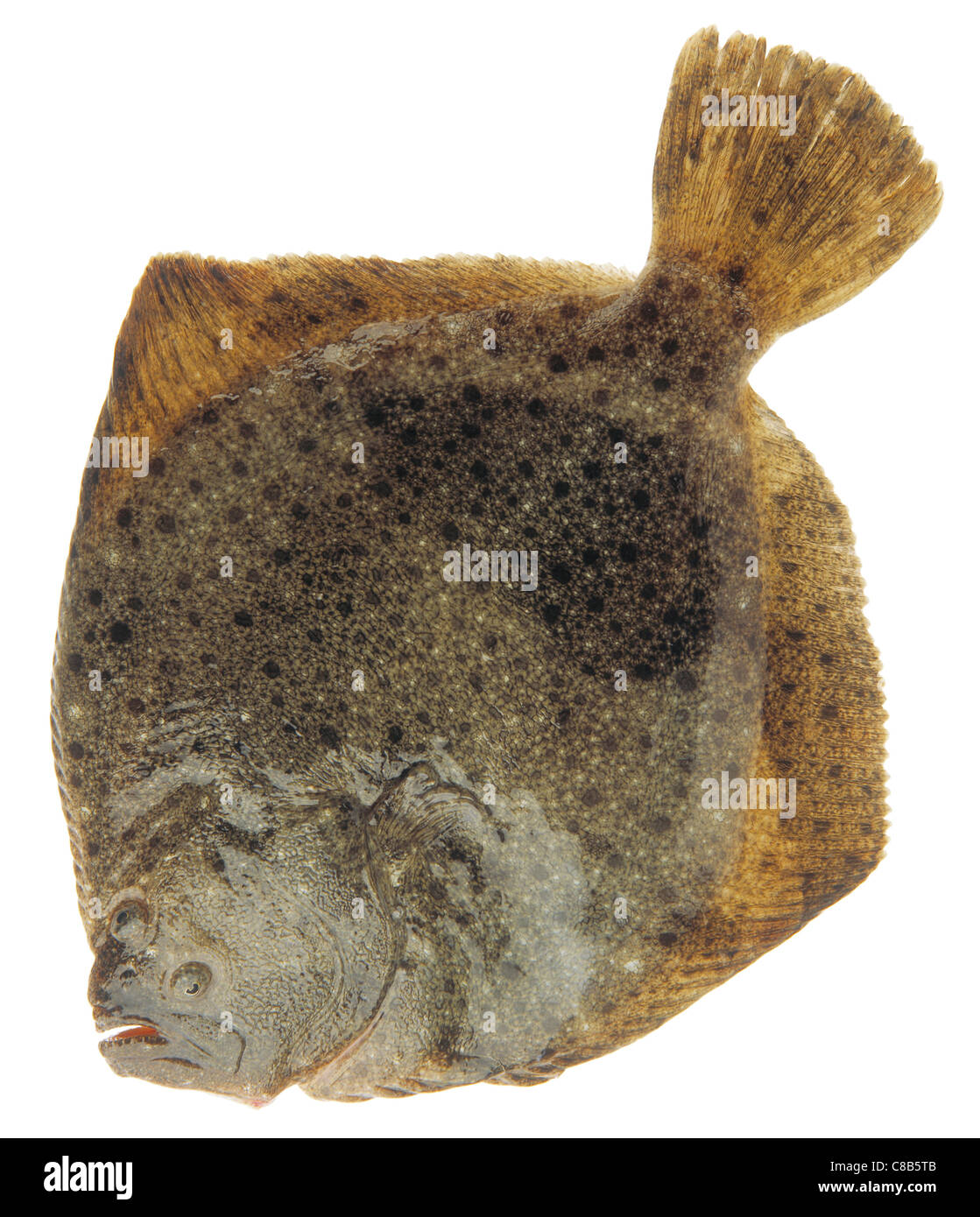 Turbot Cut Out Stock Images & Pictures - Alamy