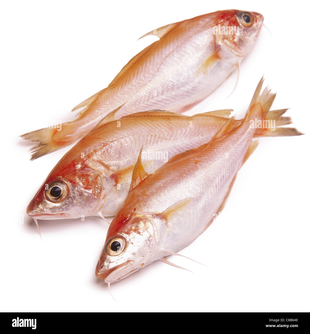 Capelin Cut Out Stock Images & Pictures - Alamy