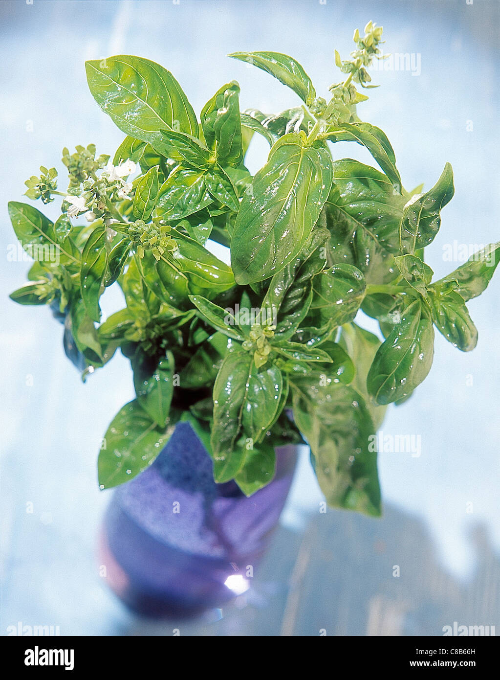 Bunch fresh basil in hi-res stock photography and images - Alamy