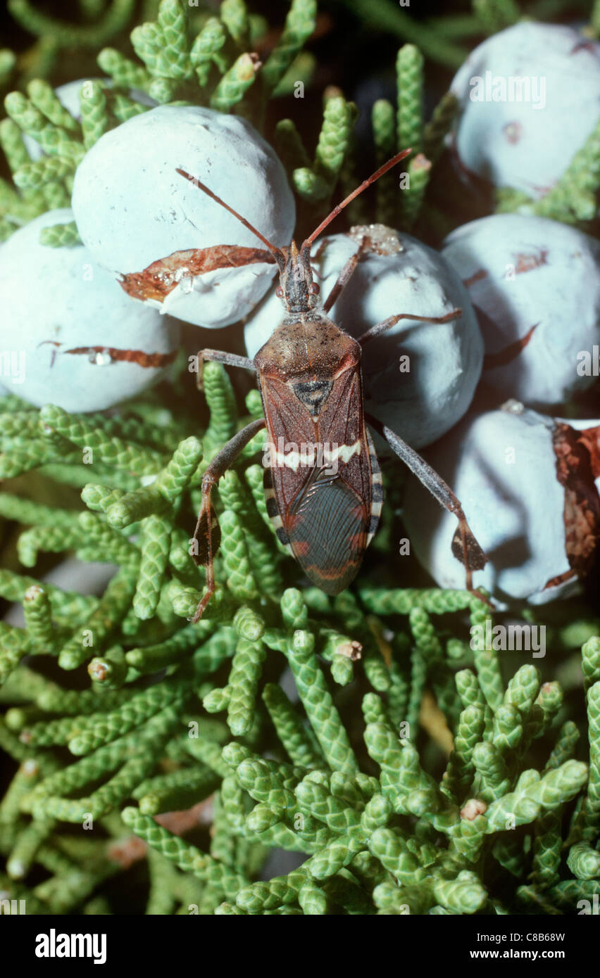 Leaf-footed bug (Narnia snowi: Coreidae) feeding on juniper berries in ...