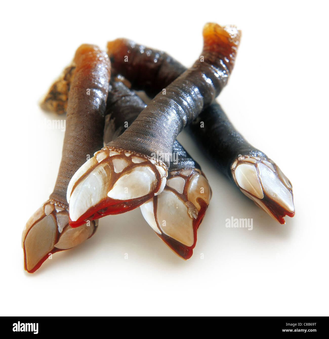 Goose barnacles Cut Out Stock Images & Pictures - Alamy