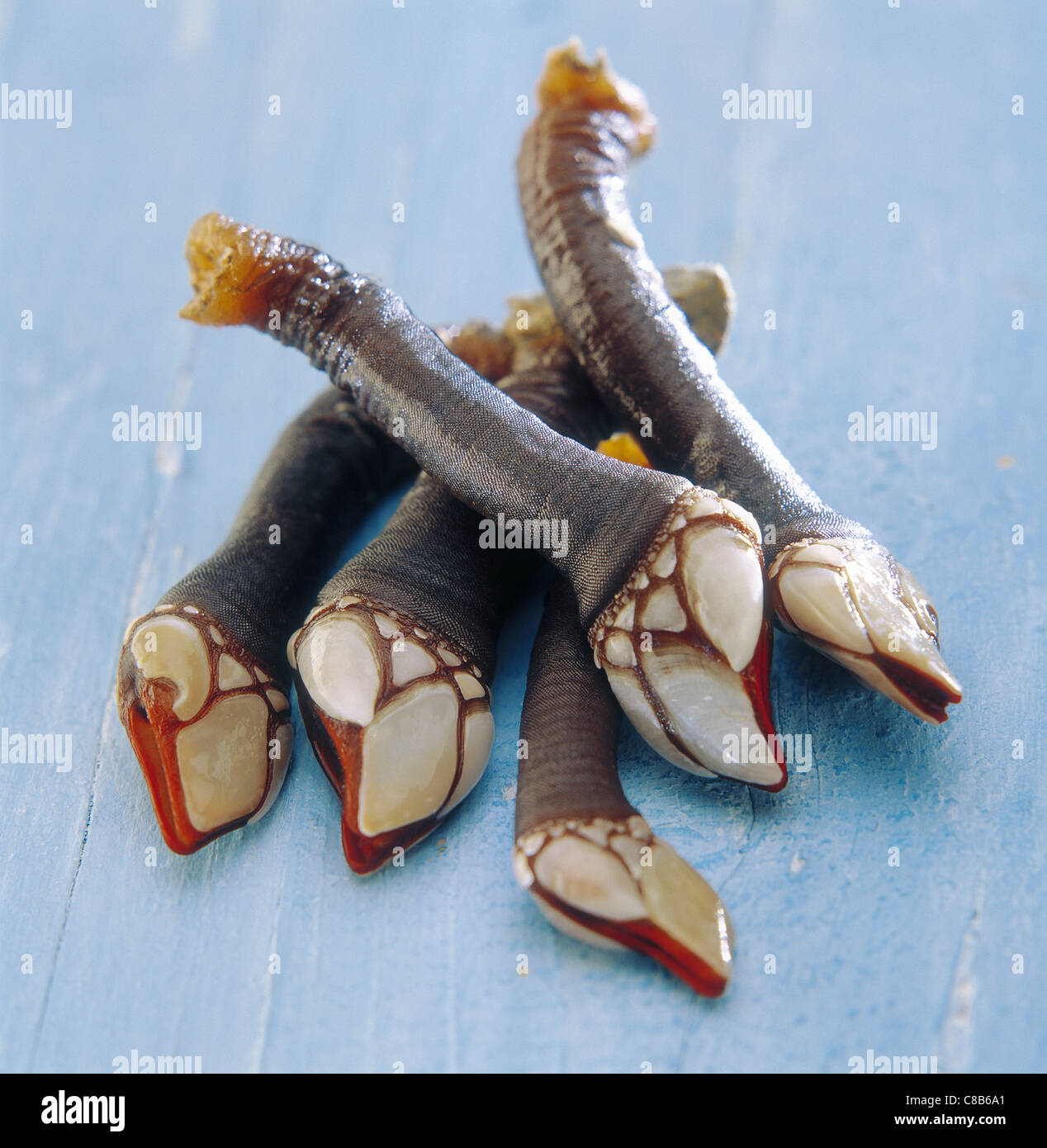 Goose Barnacles Stock Photos & Goose Barnacles Stock Images - Alamy