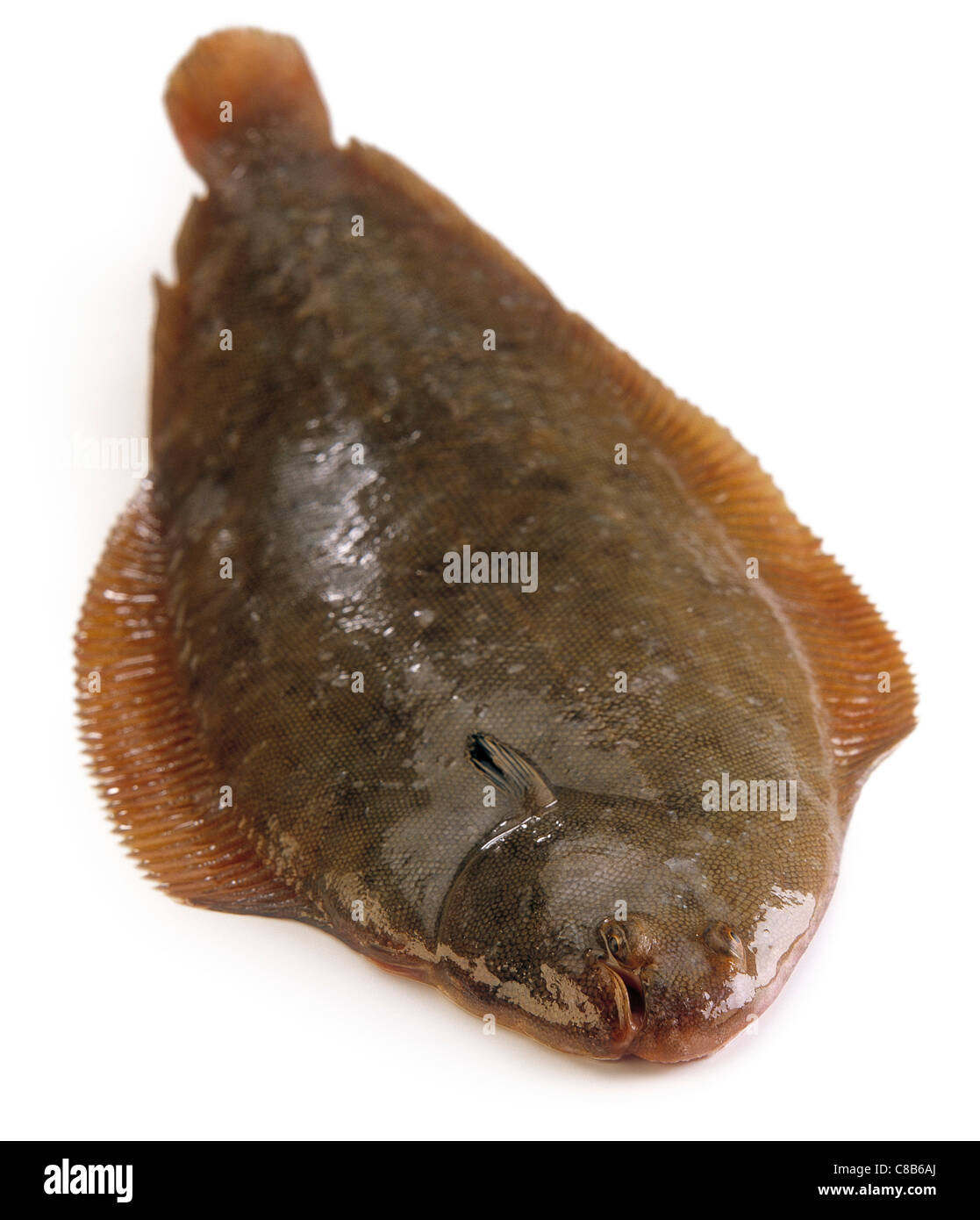 Turbot Cut Out Stock Images & Pictures - Alamy
