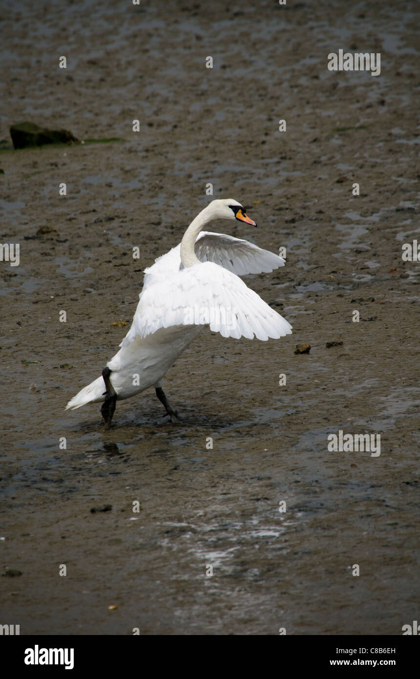 Swan going for a walk Stock Photo - Alamy