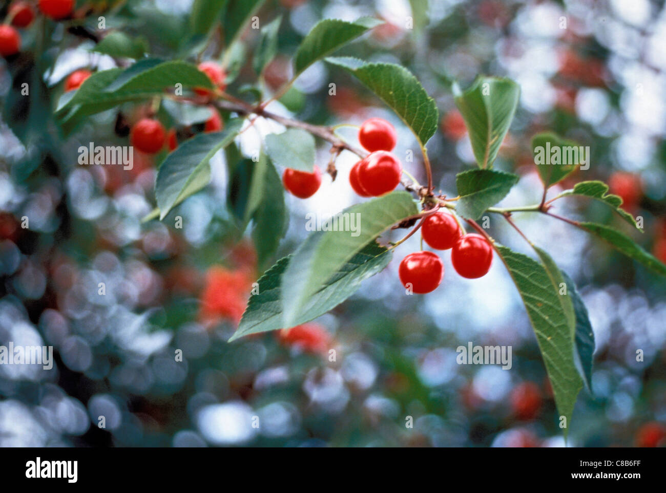 Cherries on the tree Stock Photo - Alamy
