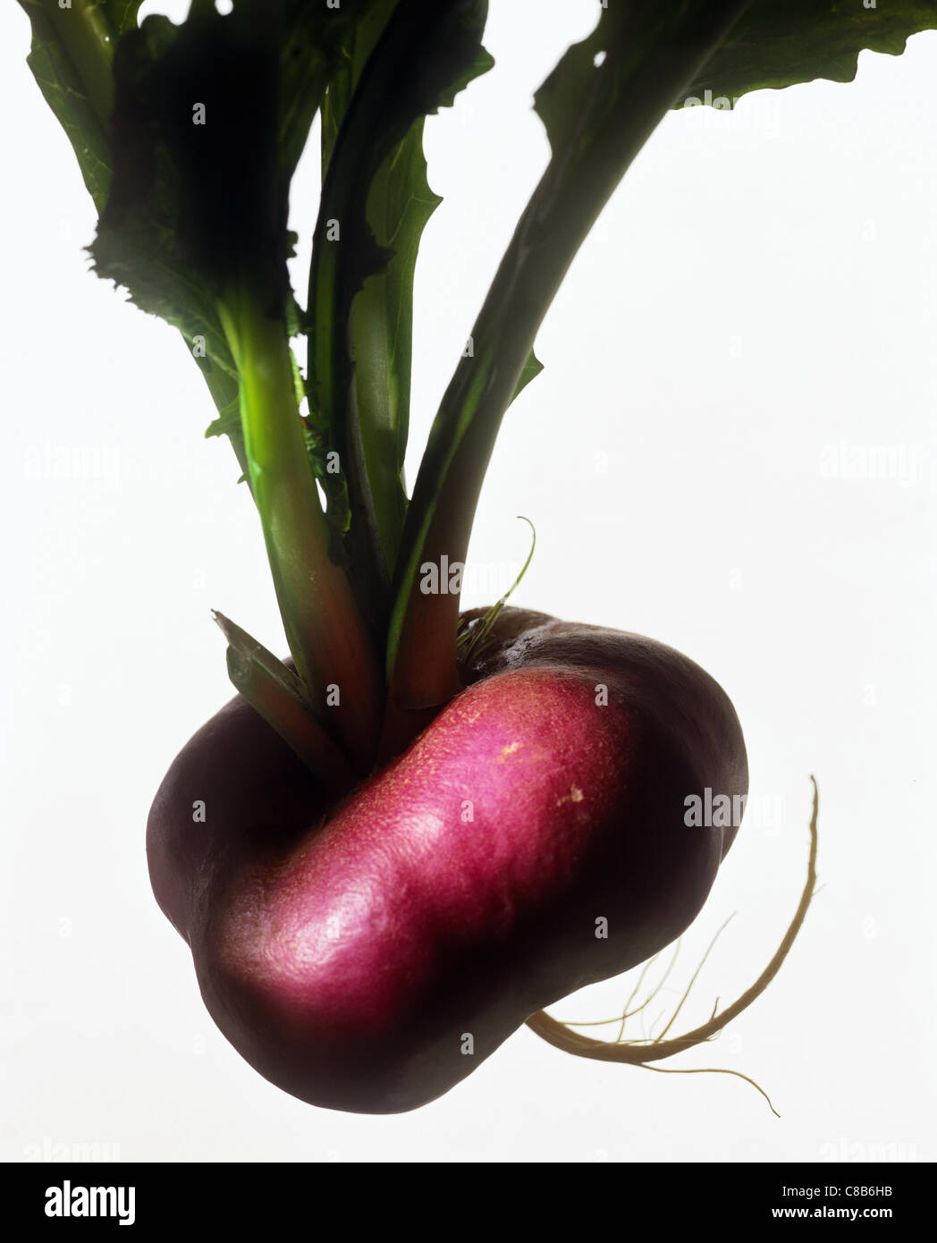 Turnip graphic hi-res stock photography and images - Alamy