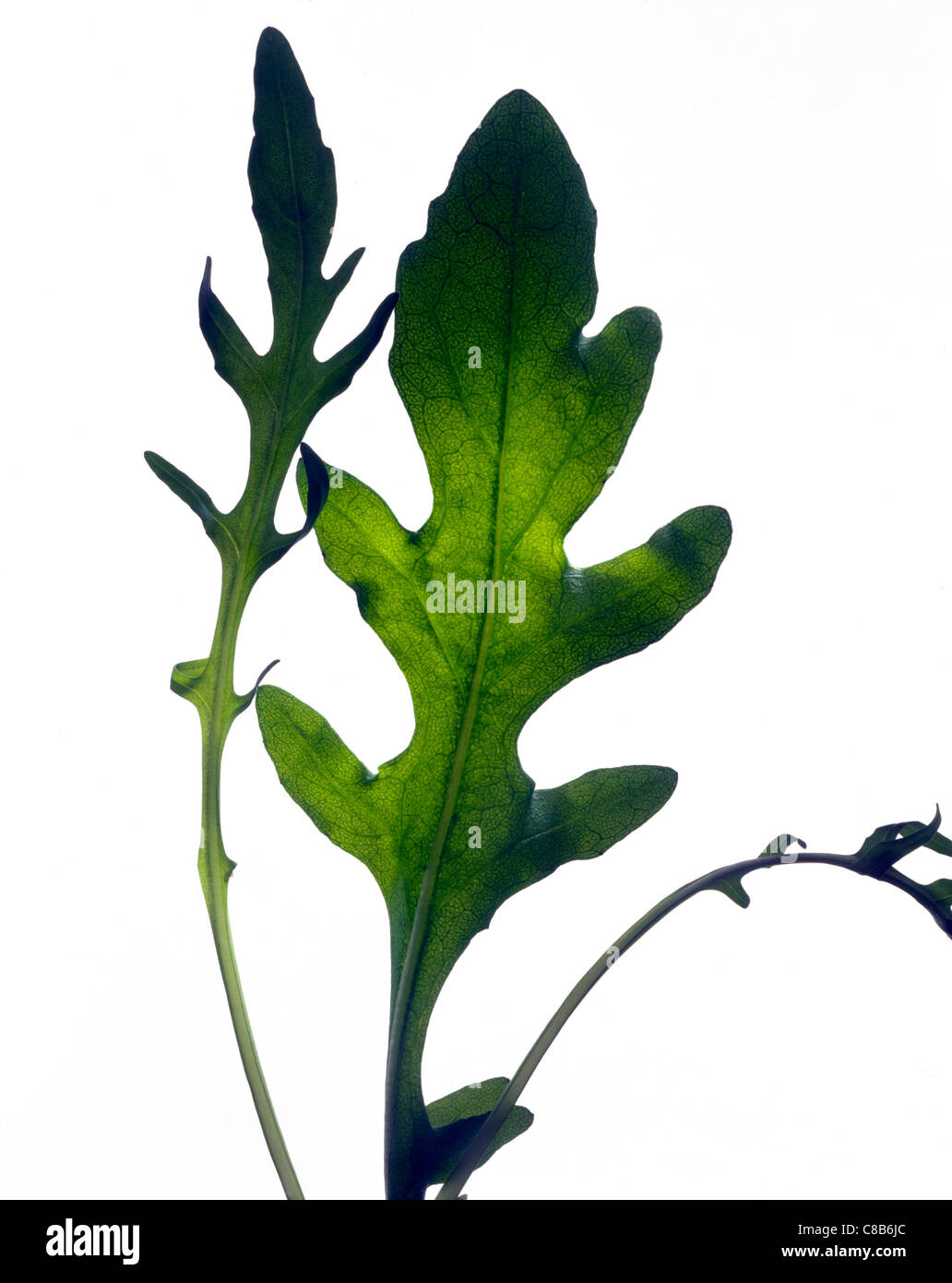 Rocket lettuce leaves Stock Photo - Alamy