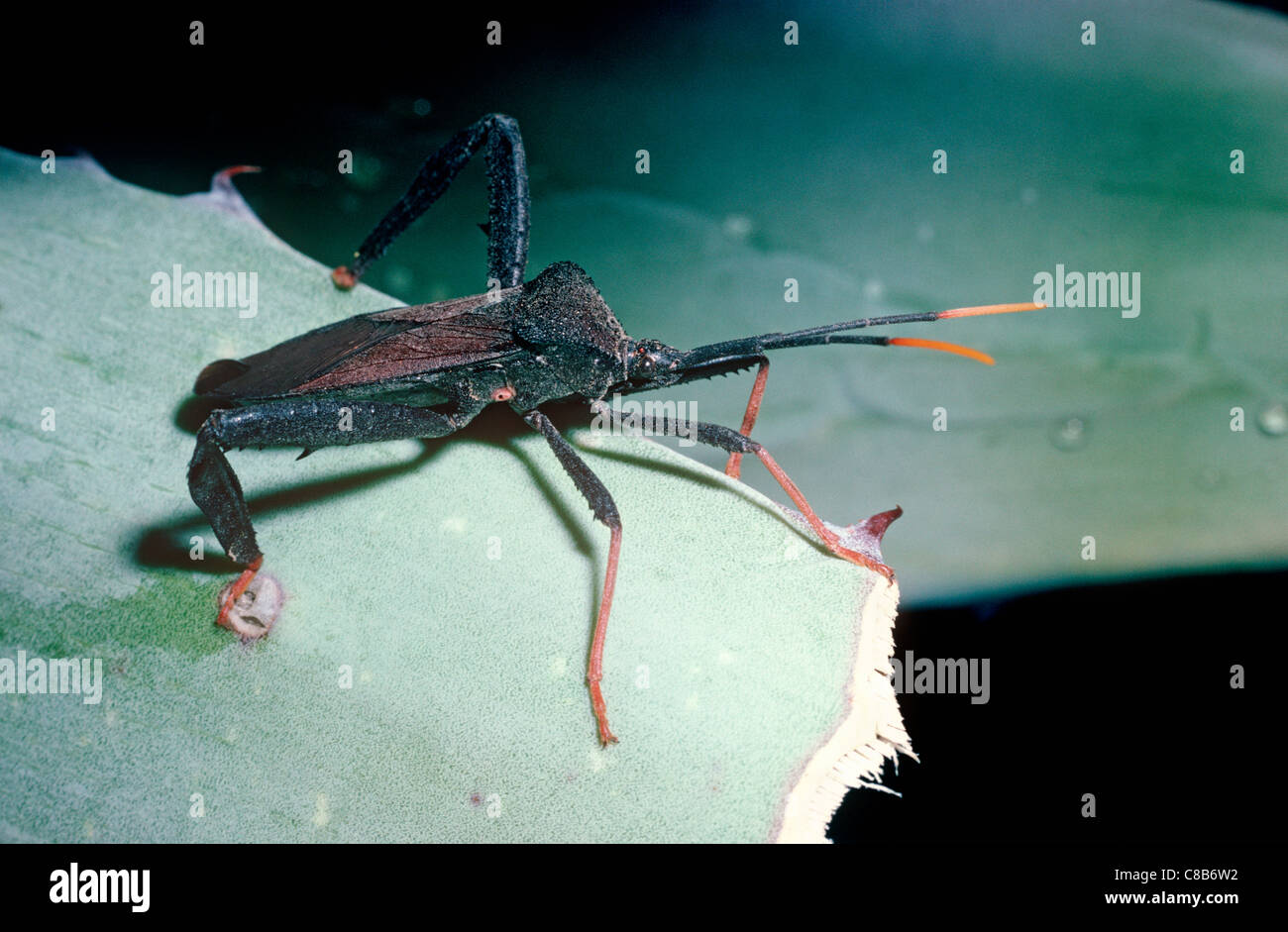Leaf-footed bug (Acanthocephala terminalis: Coreidae) on an agave leaf ...