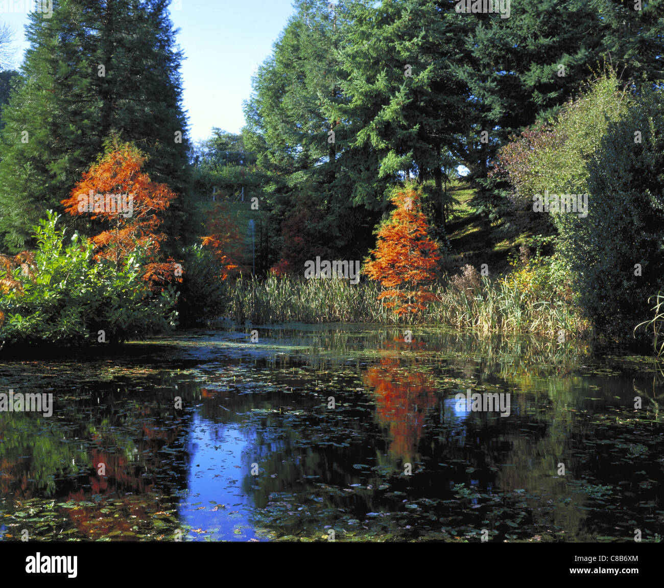 Riverside tree planting hi-res stock photography and images - Alamy