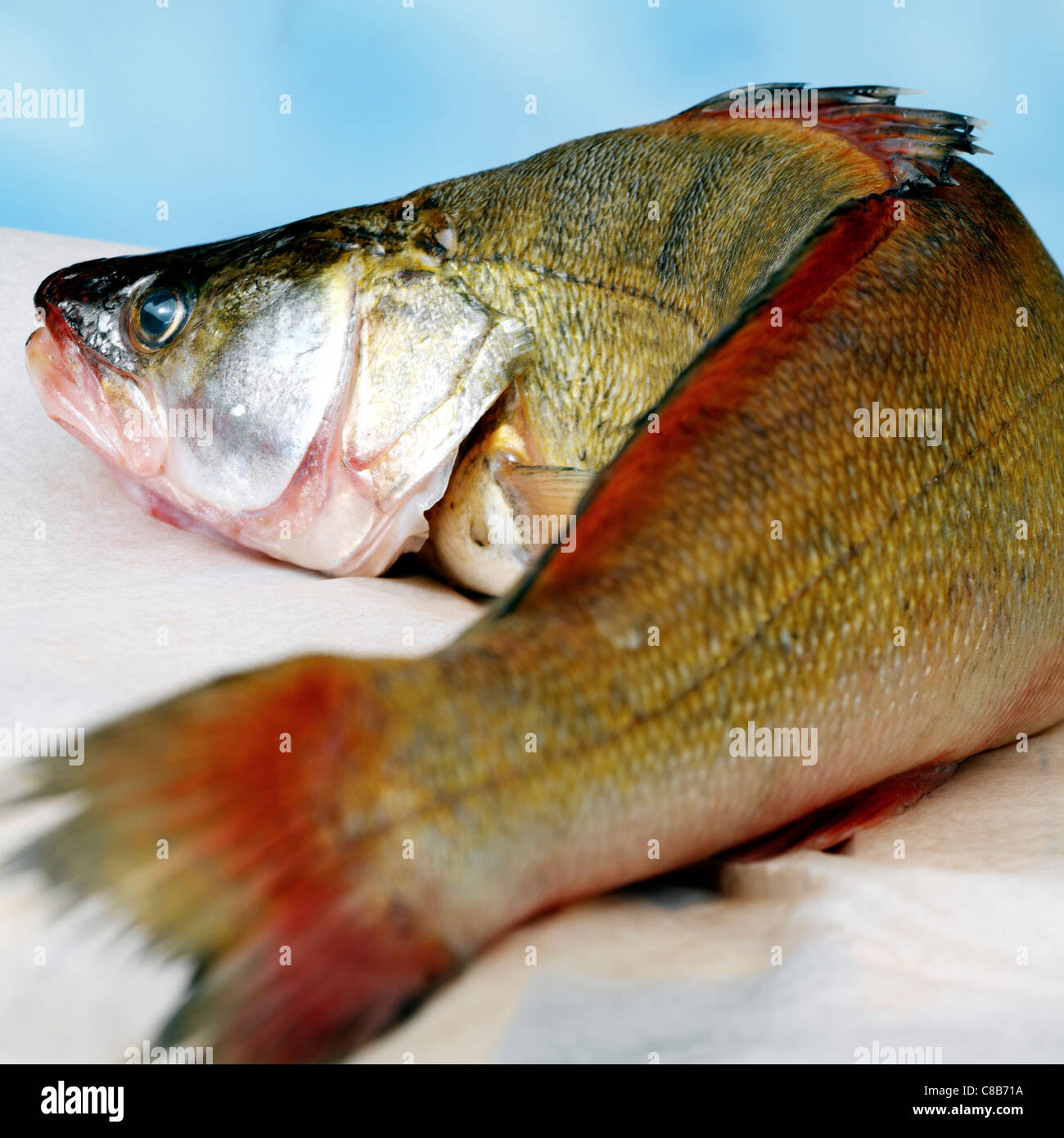 Fresh perch fish Stock Photo, Royalty Free Image: 39584982 - Alamy