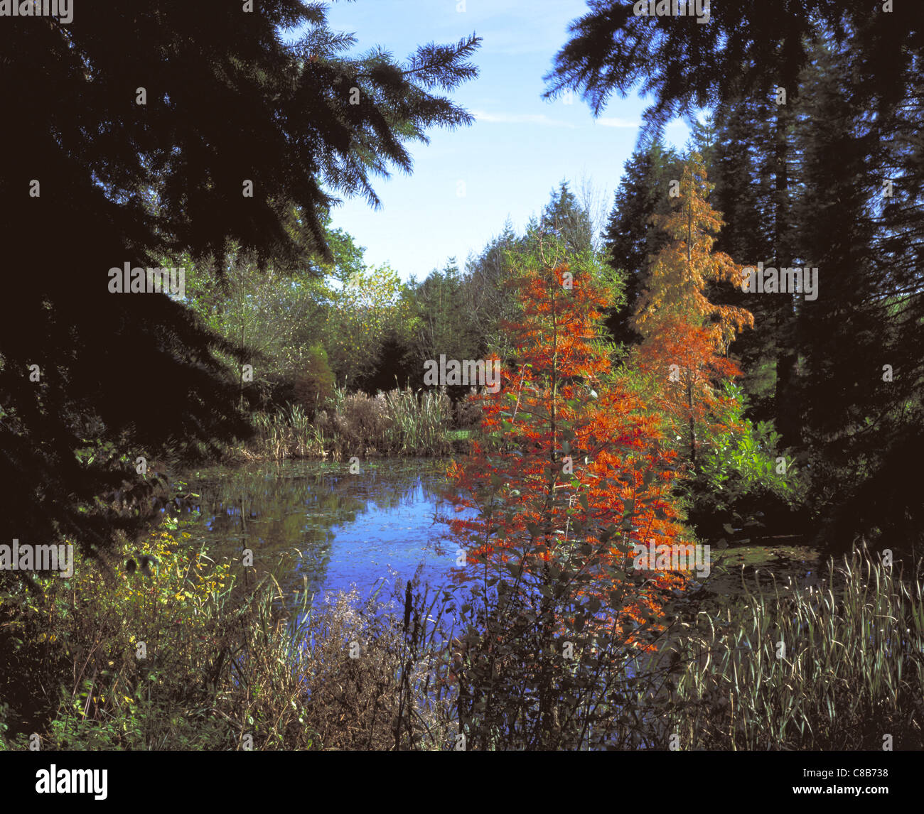 Riverside tree planting hi-res stock photography and images - Alamy