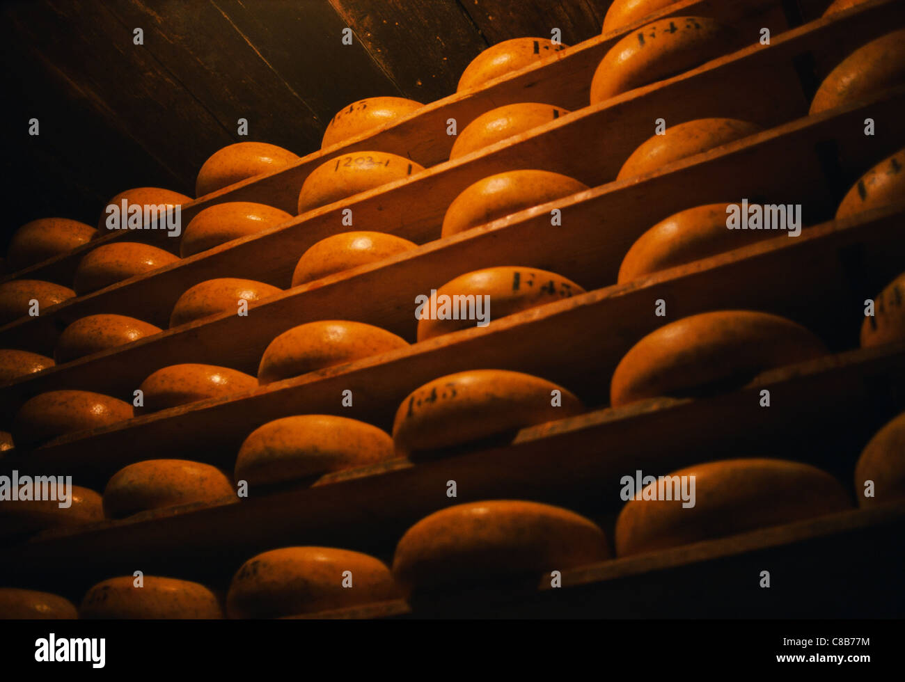 gouda cheese maturing in cellar Stock Photo - Alamy