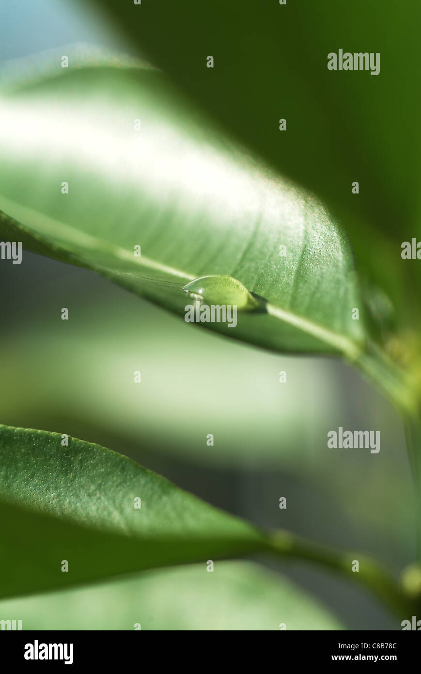 drop of water on lemon leaf Stock Photo - Alamy