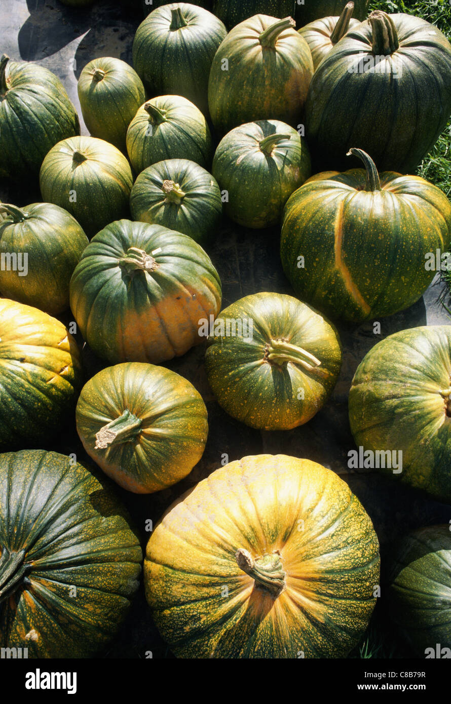 selection of pumpkins Stock Photo - Alamy