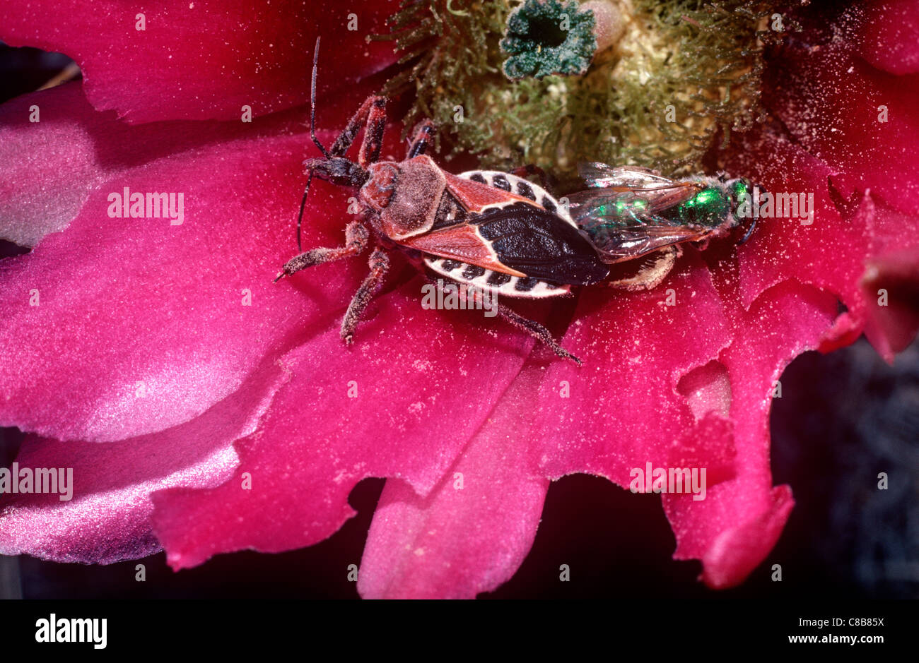 Bee Assassin bug (Apiomerus spissipes: Reduviidae) with prey on a ...