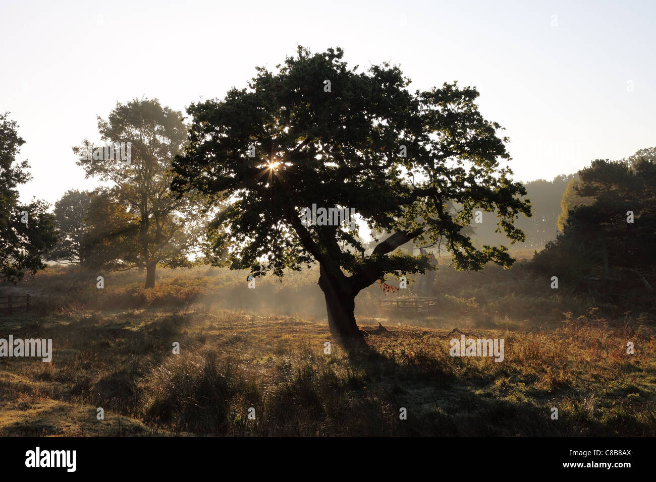 Early Morning Mist Rising From the Woodland Floor in Autumn UK Stock ...