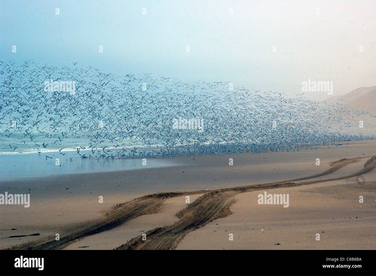 Wild sea birds disturbed by passing vehicle Stock Photo - Alamy