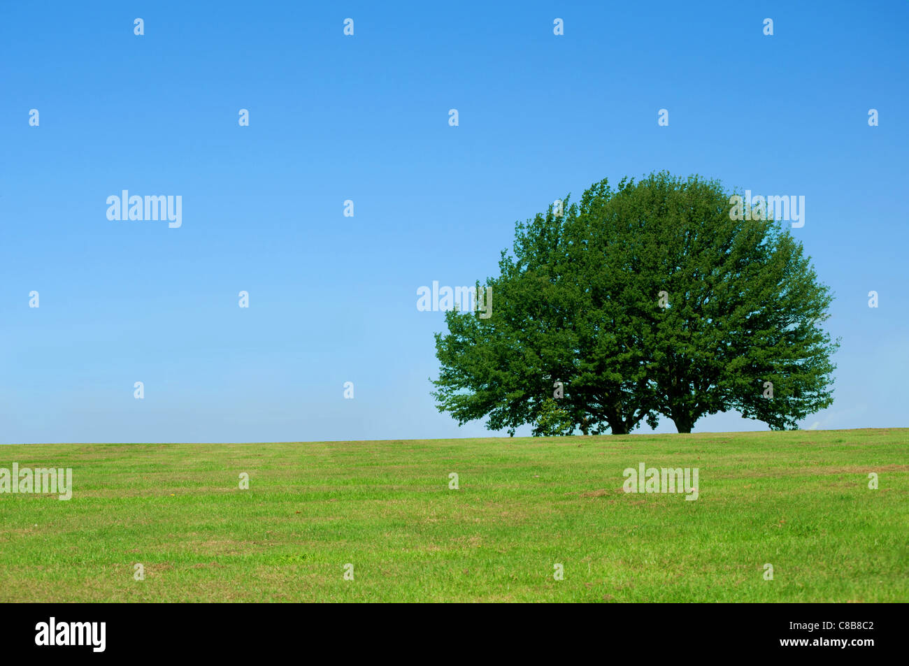 Large tree on a green field Stock Photo - Alamy