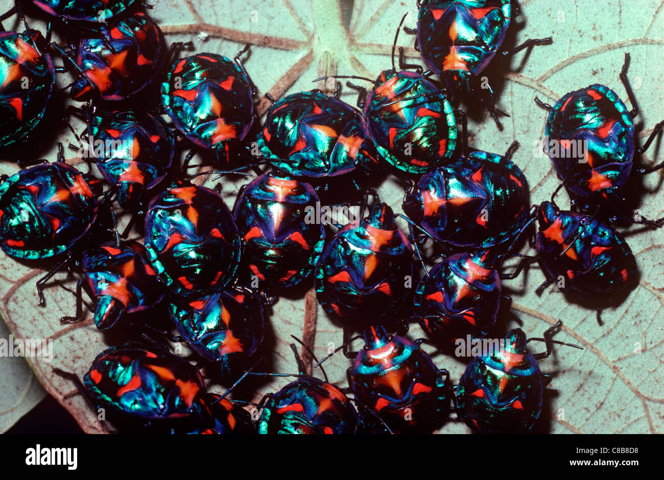 Harlequin stink bug, shield-backed bug (Tectocoris diophthalmus ...