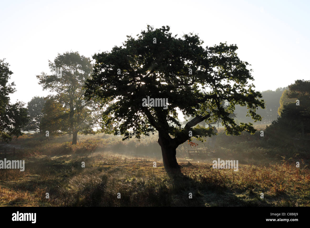 Rising from the ground hi-res stock photography and images - Alamy