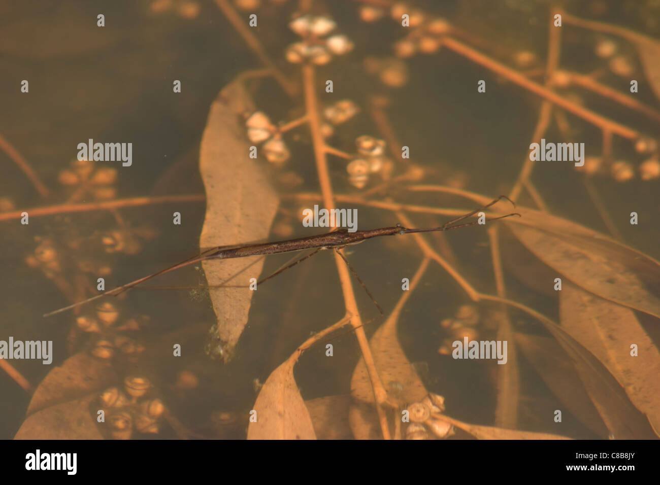 Water strider or skimmer insect in fresh pond water at Girraween ...