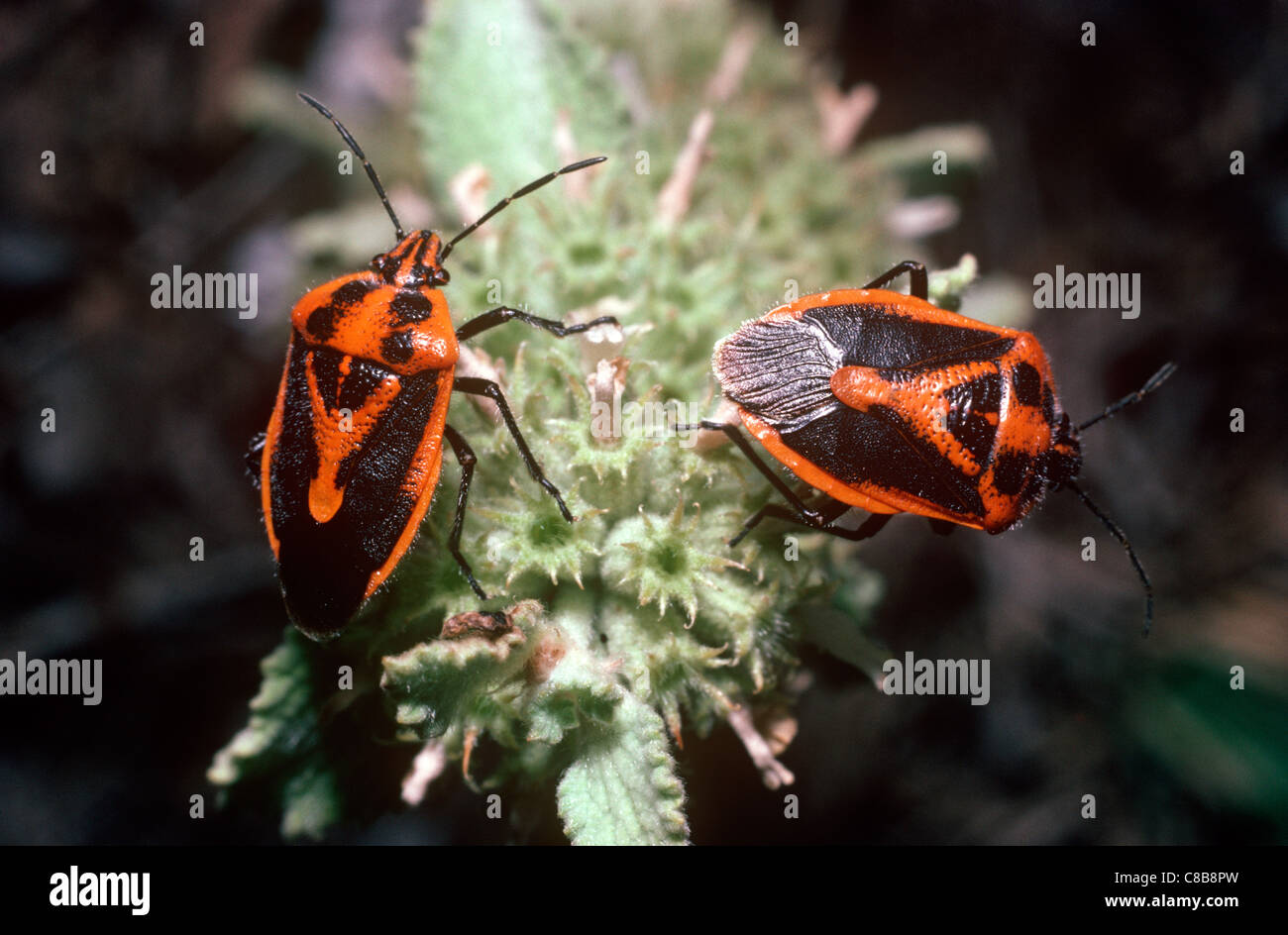 Horehound bug Shield or stink bug (Agonoscelis rutila: Pentatomidae ...
