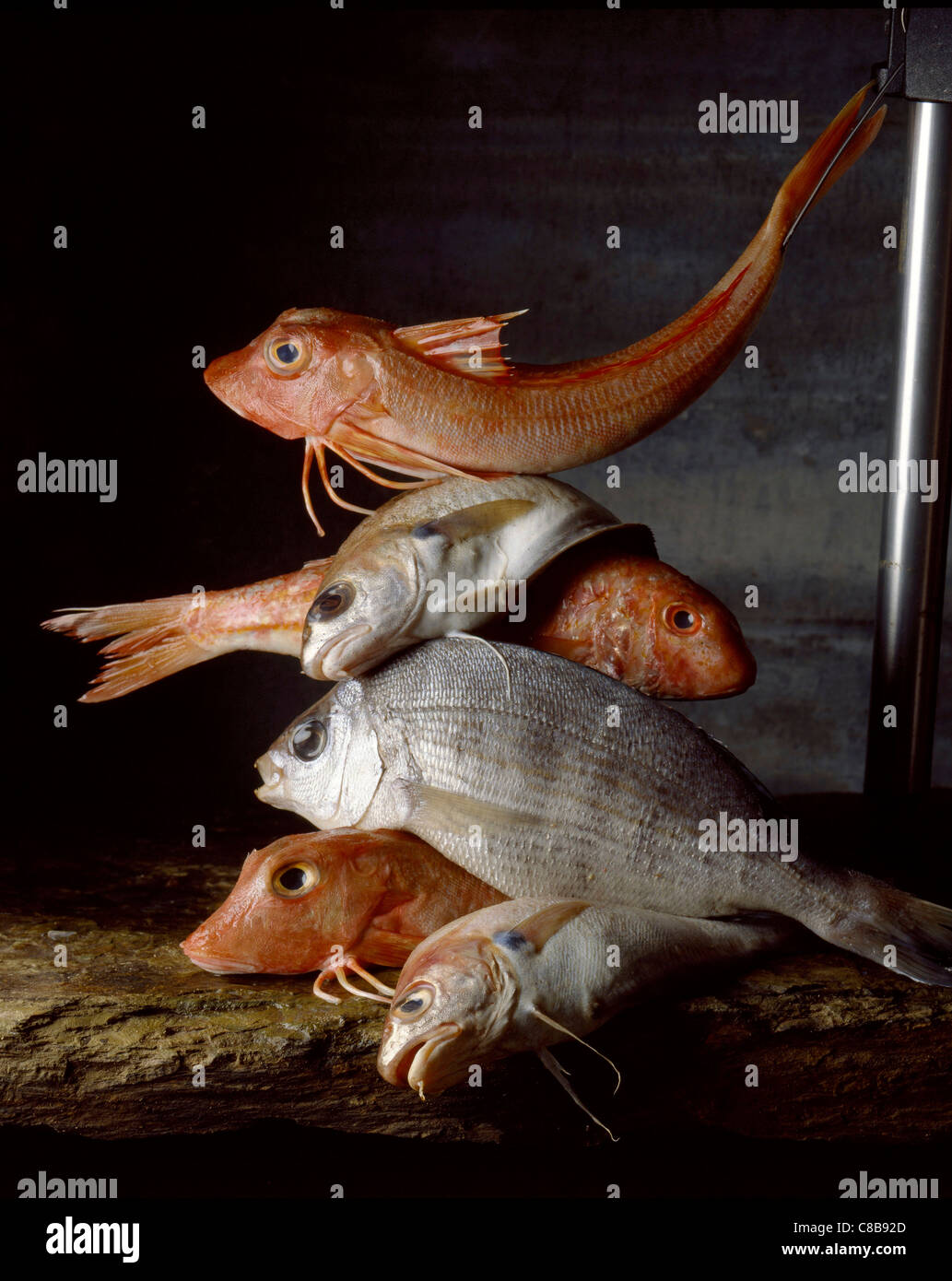 Pout Fish Stock Photos & Pout Fish Stock Images - Alamy