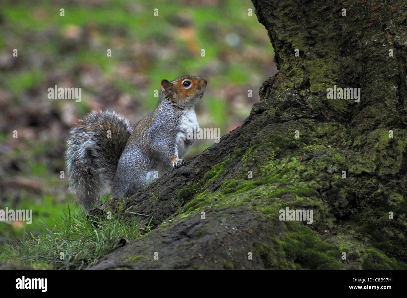Grey squirrel at base of tree looking up Stock Photo - Alamy