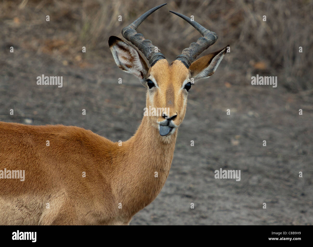 Impala hi-res stock photography and images - Alamy
