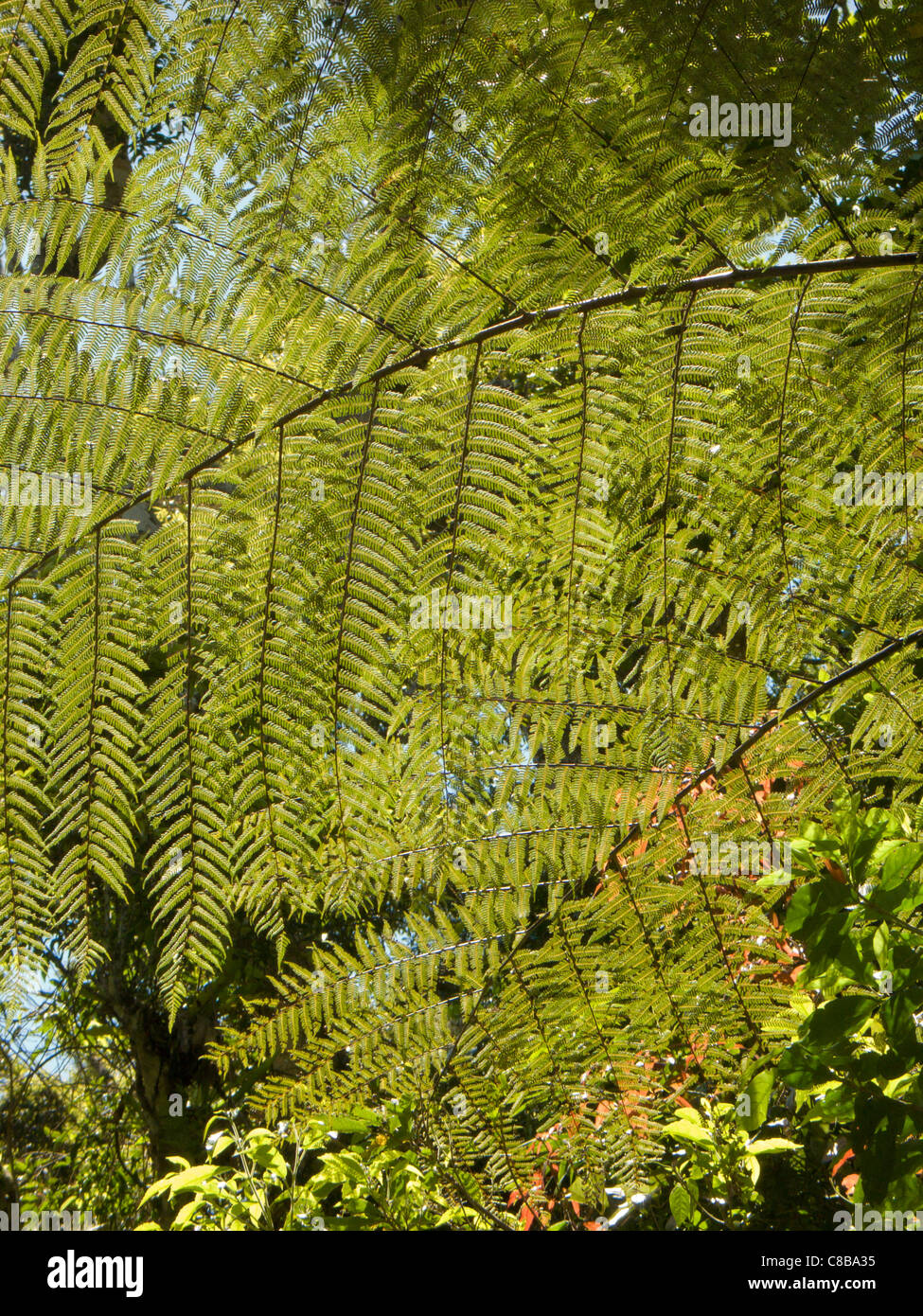 Tree fern fronds hi-res stock photography and images - Alamy