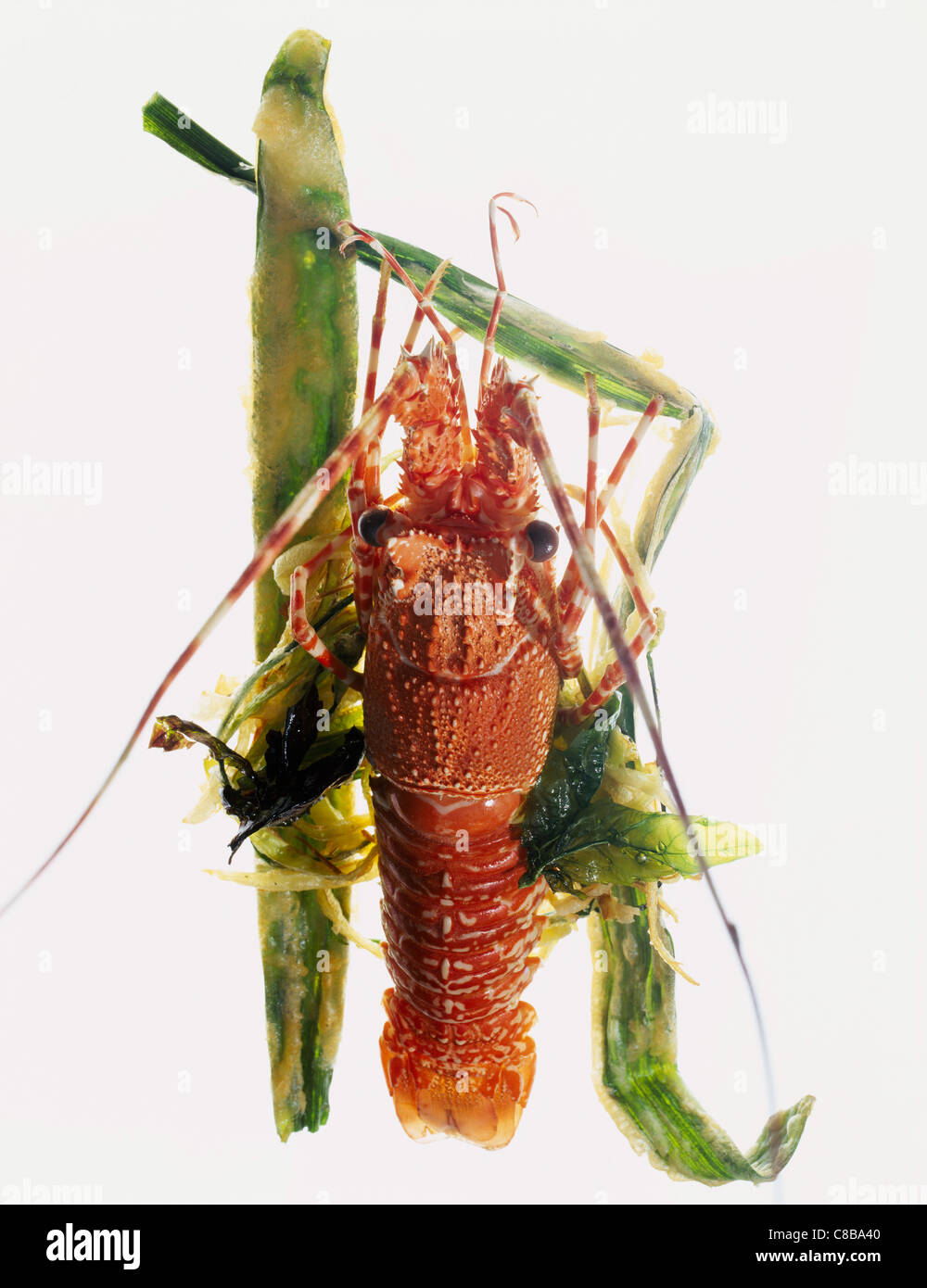 Lobster tempura hi-res stock photography and images - Alamy