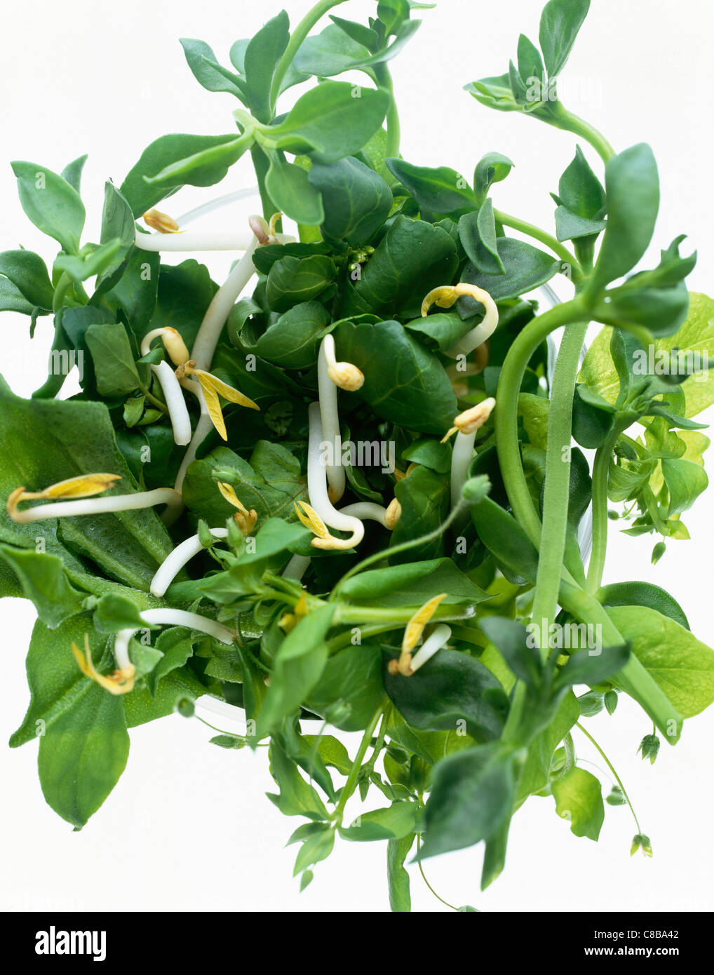 Tetragone hi-res stock photography and images - Alamy