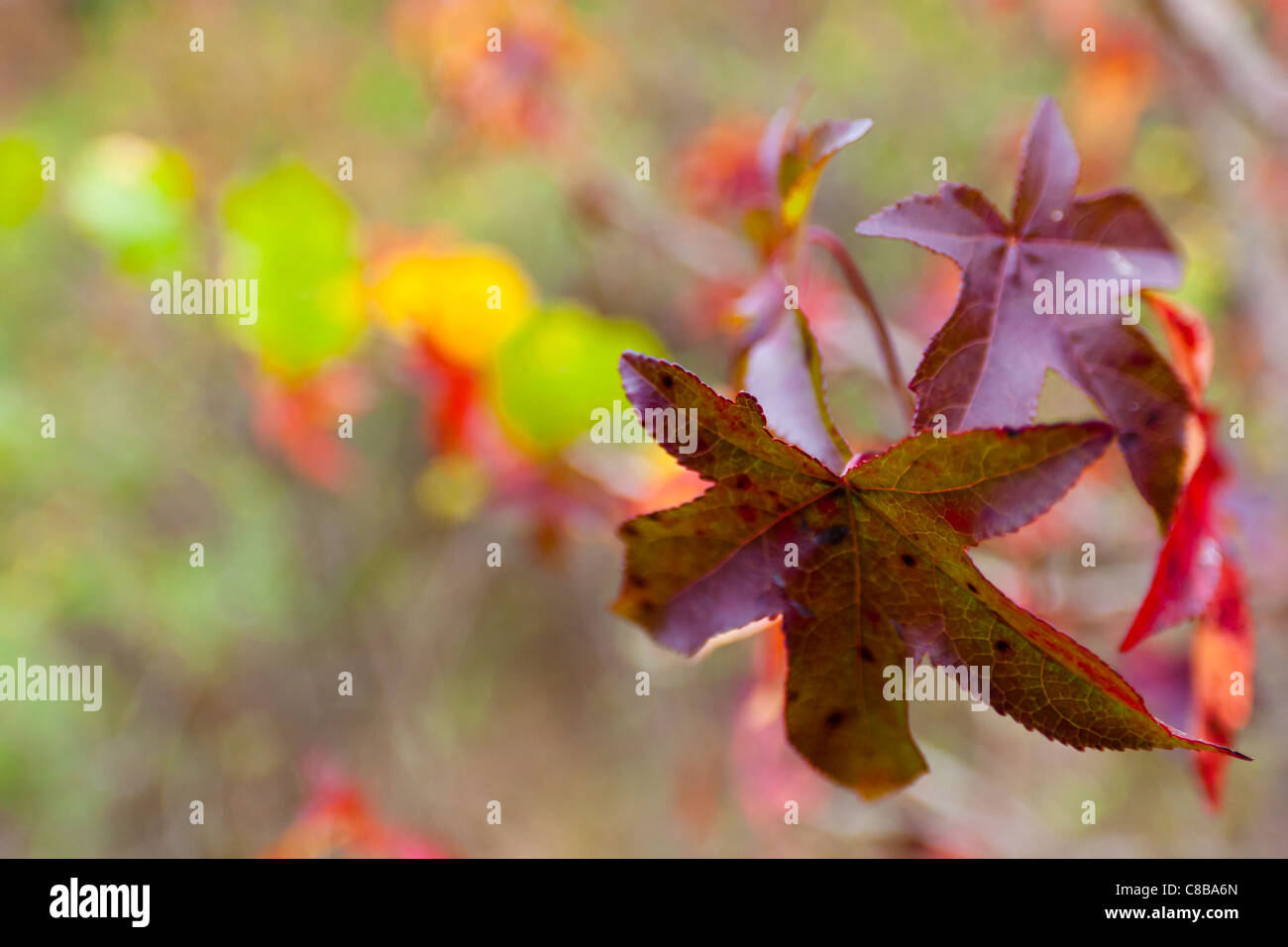 I see everyone shooting these beautiful fall colors and I haven't done ...