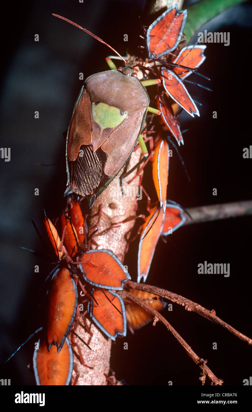 Lyramorpha hi-res stock photography and images - Alamy