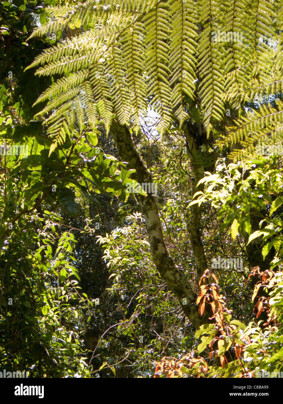 Tree fern fronds hi-res stock photography and images - Alamy